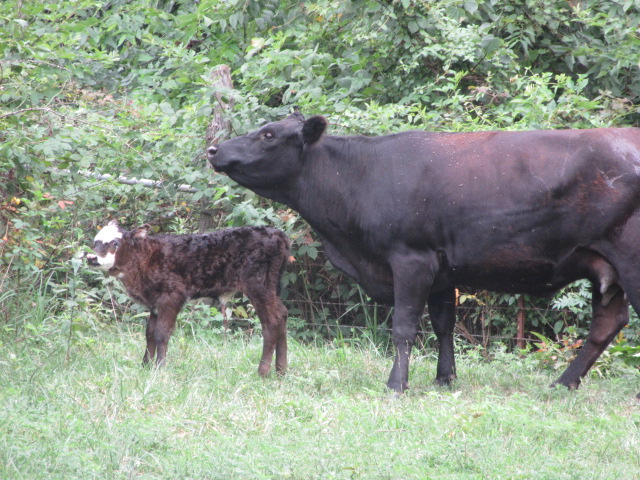 Surprise! Surprise! #8 Is A Heifer Calf! « The Belmont Rooster