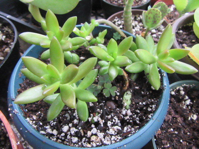 Sedum adolphi (Golden Sedum) « The Belmont Rooster