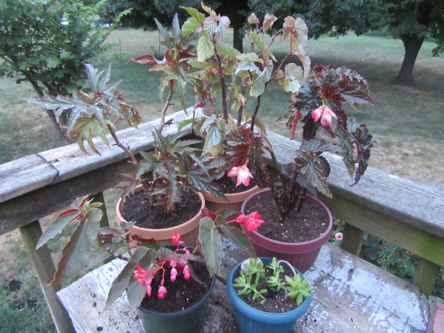 Begonia ‘Little Miss Mummy’/aka. ‘Fanny Moser’/aka, ‘Fannie Moser ...