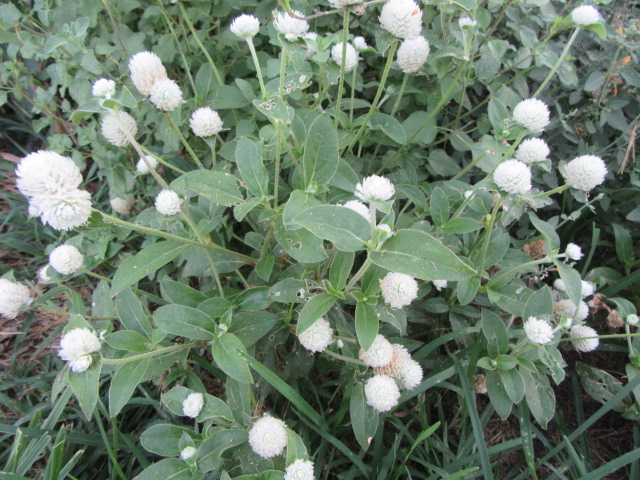 Gomphrena globosa ‘Gnome Purple’ & ‘Gnome White’ (Globe Amaranth) « The ...
