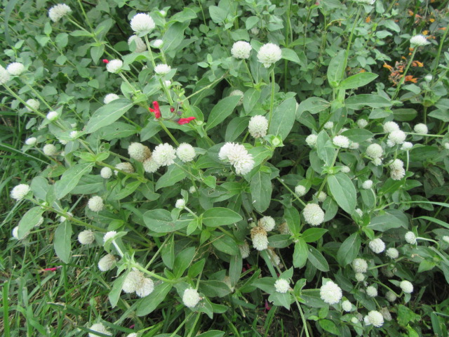 Gomphrena globosa ‘Gnome Purple’ & ‘Gnome White’ (Globe Amaranth) « The ...