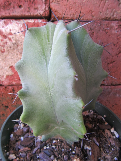 Stenocereus pruinosus (Gray Ghost or Organ Pipe Cactus) « The Belmont ...
