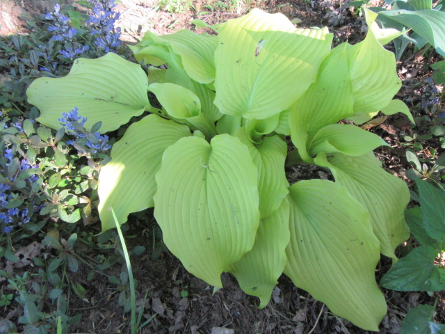 Hosta ‘Dancing Queen’ « The Belmont Rooster