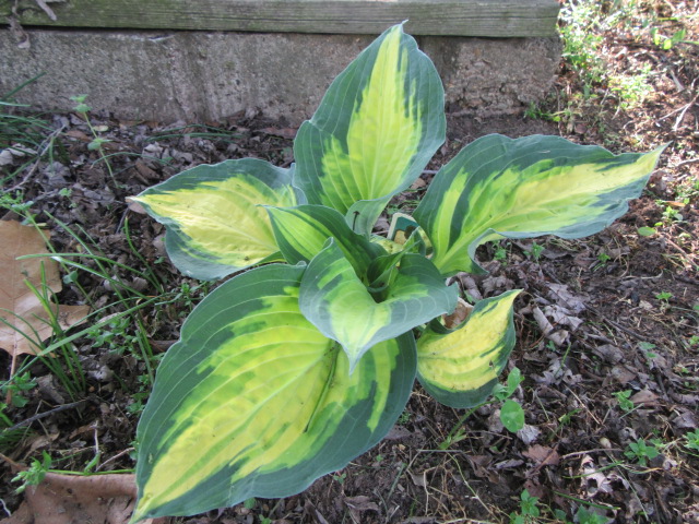 Hosta ‘Forbidden Fruit’ « The Belmont Rooster
