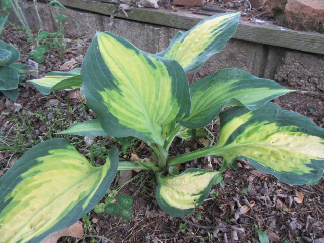Hosta ‘Forbidden Fruit’ « The Belmont Rooster