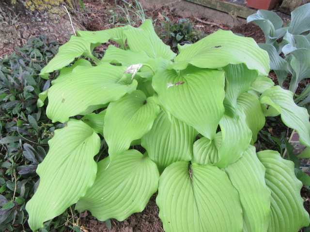 Hosta ‘Dancing Queen’ « The Belmont Rooster