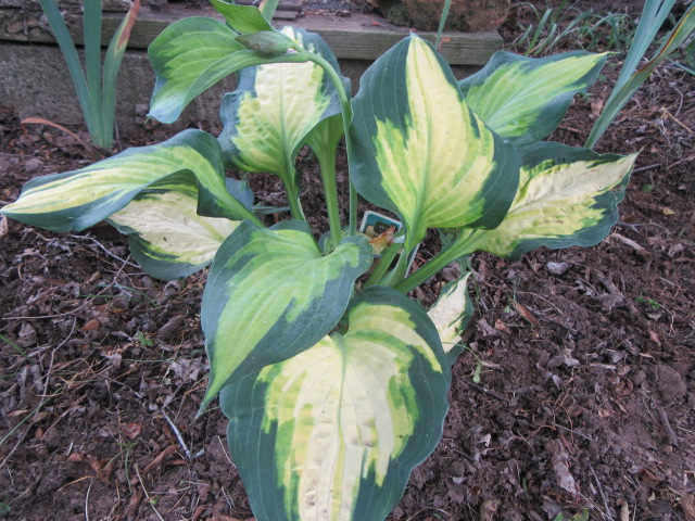 Hosta ‘Forbidden Fruit’ « The Belmont Rooster