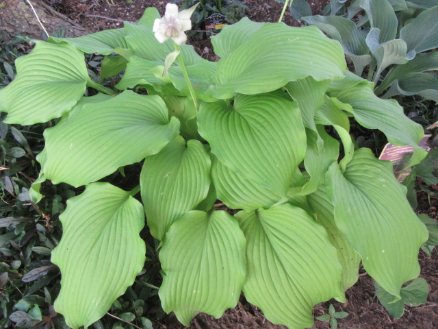 Hosta ‘Dancing Queen’ « The Belmont Rooster