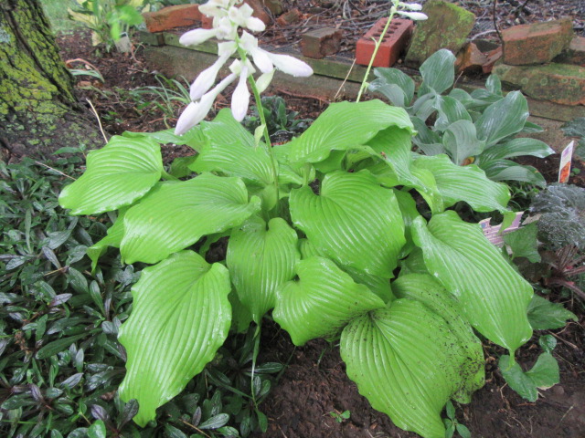 Hosta ‘Dancing Queen’ « The Belmont Rooster