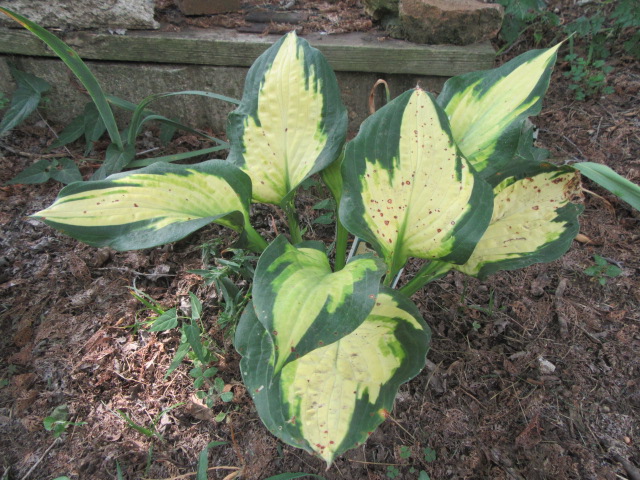 Hosta ‘Forbidden Fruit’ « The Belmont Rooster