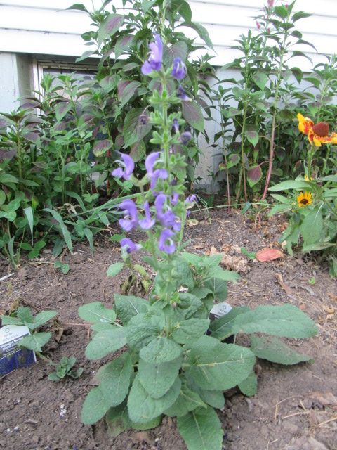 Salvia pratensis ‘Midnight Model’ (Meadow Sage) « The Belmont Rooster