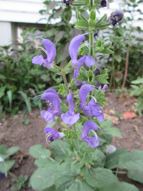 Salvia pratensis ‘Midnight Model’ (Meadow Sage) « The Belmont Rooster