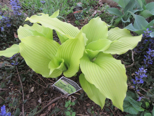 Heuchera and Hosta Update « The Belmont Rooster