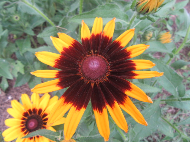 Rudbeckia hirta ‘Denver Daisy’ (Gloriosa Daisy) « The Belmont Rooster