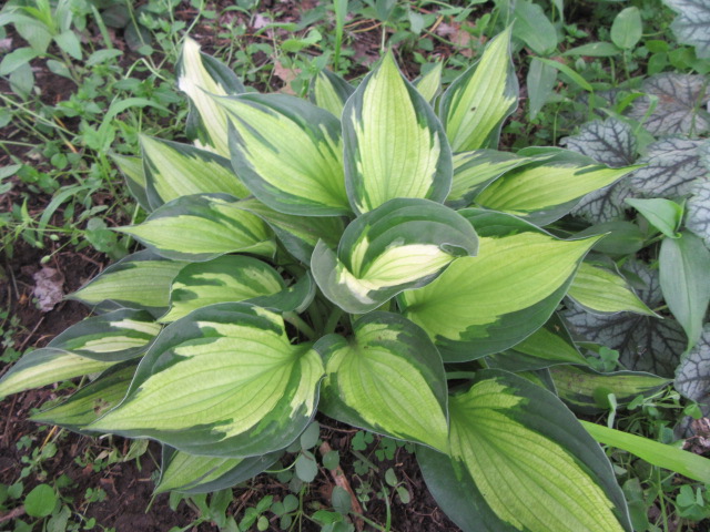 Hosta ‘Whirlwind’ « The Belmont Rooster