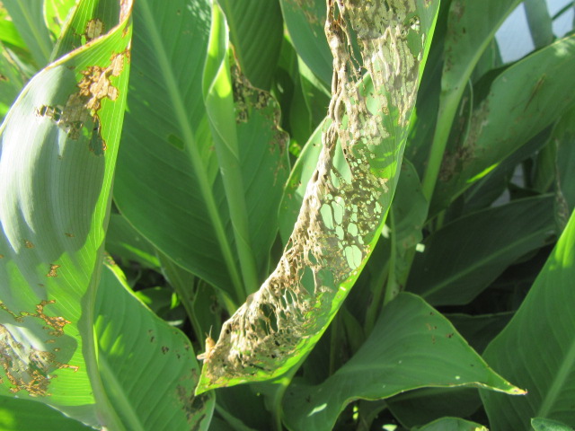 Trying Out A Japanese Beetle Trap « The Belmont Rooster