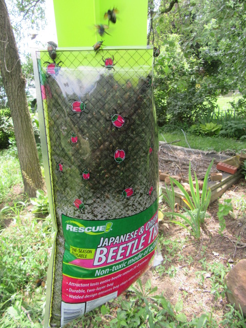 Rescue Japanese Beetle Trap #2 Video « The Belmont Rooster