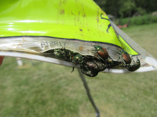 Rescue Japanese Beetle Trap #2 Video « The Belmont Rooster
