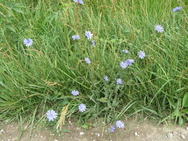 Cichorium intybus (Chicory, Road Aster, ETC.) « The Belmont Rooster