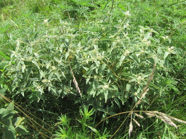 Croton capitatus (Hogwort, Woolly Croton, Goatweed, ETC.) « The Belmont ...