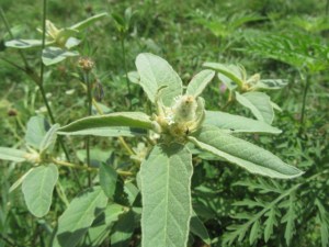 Croton capitatus (Hogwort, Woolly Croton, Goatweed, ETC.) « The Belmont ...