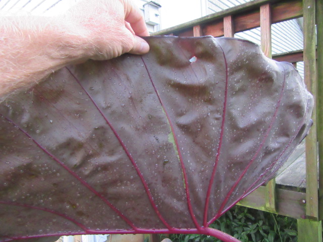 Colocasia Looking Good! « The Belmont Rooster