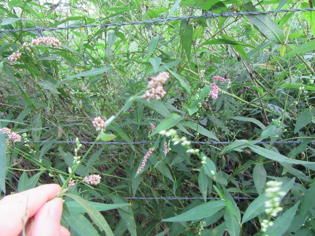 Perplexing Persicaria « The Belmont Rooster