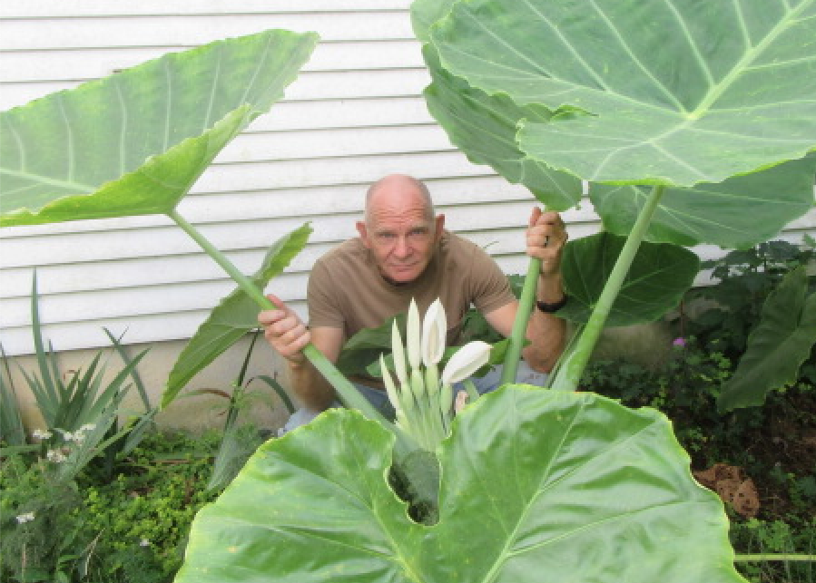 Rudbeckia hirta ‘Cherokee Sunset’ (Gloriosa Daisy, Black-Eyed Susan ...