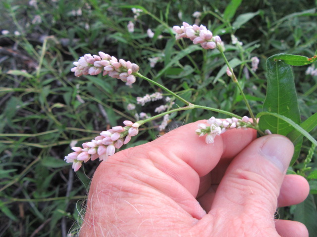 Persicaria pensylvanica (Pinkweed) « The Belmont Rooster