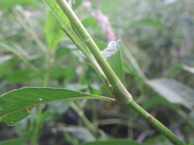 Persicaria pensylvanica (Pinkweed) « The Belmont Rooster