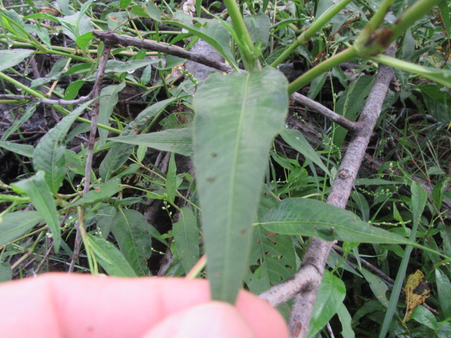Persicaria pensylvanica (Pinkweed) « The Belmont Rooster