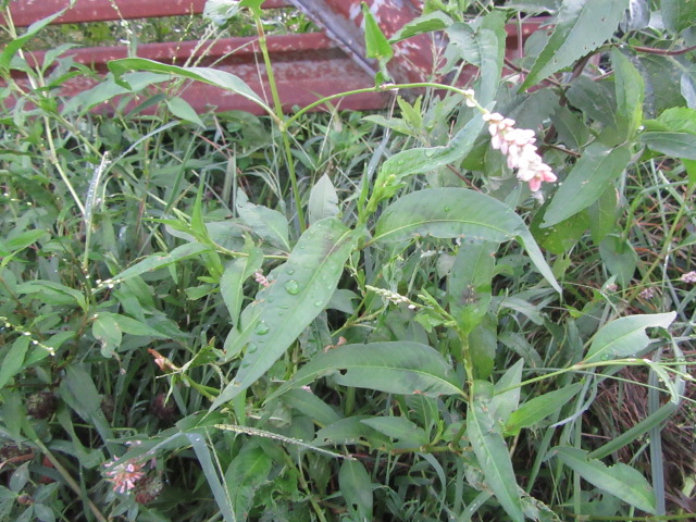 Persicaria pensylvanica (Pinkweed) « The Belmont Rooster
