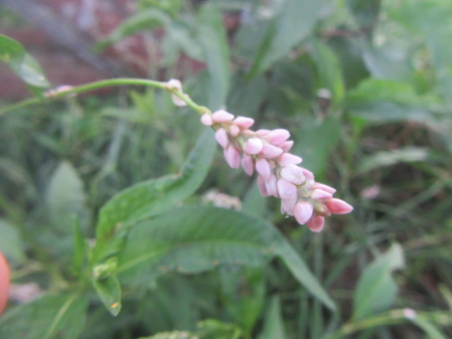 Persicaria pensylvanica (Pinkweed) « The Belmont Rooster