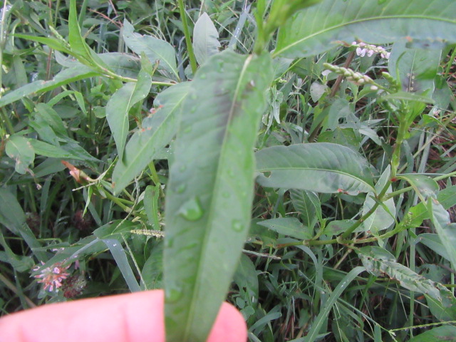 Persicaria pensylvanica (Pinkweed) « The Belmont Rooster