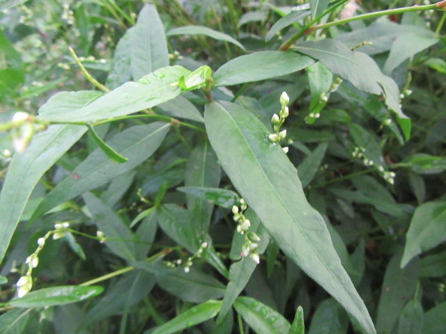 Persicaria punctata (Dotted Smartweed) « The Belmont Rooster