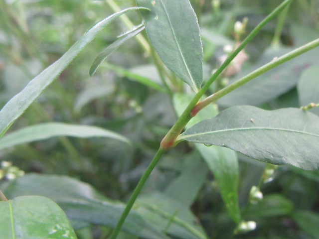 Persicaria punctata (Dotted Smartweed) « The Belmont Rooster
