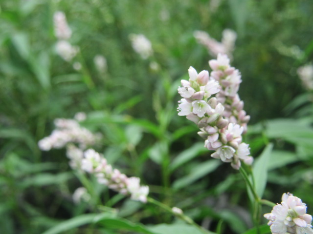 Persicaria pensylvanica (Pinkweed) « The Belmont Rooster