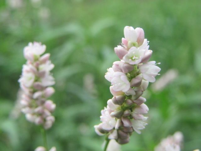 Persicaria pensylvanica (Pinkweed) « The Belmont Rooster