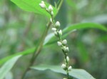 Persicaria punctata (Dotted Smartweed) « The Belmont Rooster