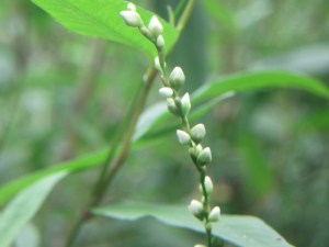 Persicaria punctata (Dotted Smartweed) « The Belmont Rooster