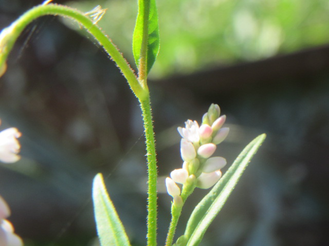 Persicaria pensylvanica (Pinkweed) « The Belmont Rooster