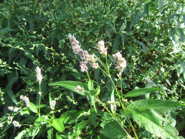 Persicaria pensylvanica (Pinkweed) « The Belmont Rooster