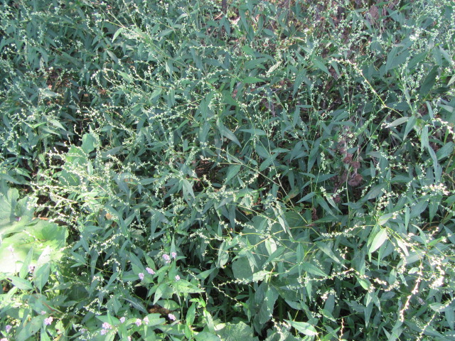 Persicaria punctata (Dotted Smartweed) « The Belmont Rooster