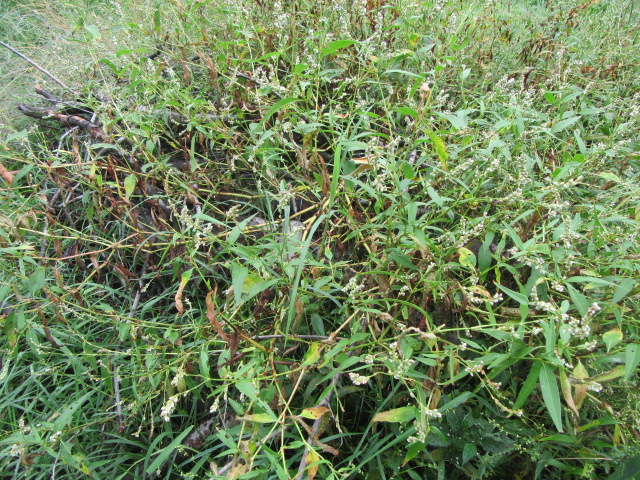 Persicaria pensylvanica (Pinkweed) « The Belmont Rooster
