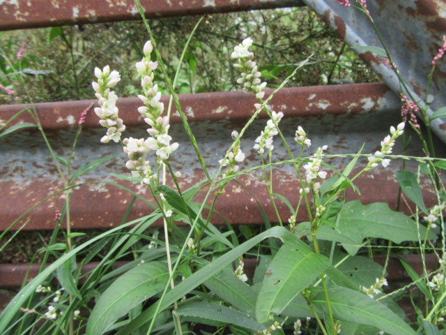 Persicaria pensylvanica (Pinkweed) « The Belmont Rooster