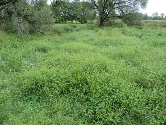 Persicaria punctata (Dotted Smartweed) « The Belmont Rooster