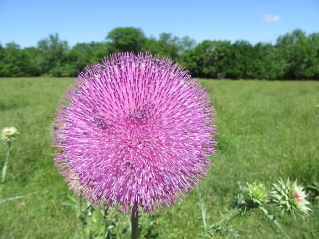 Carduus nutans (Musk Thistle) « The Belmont Rooster