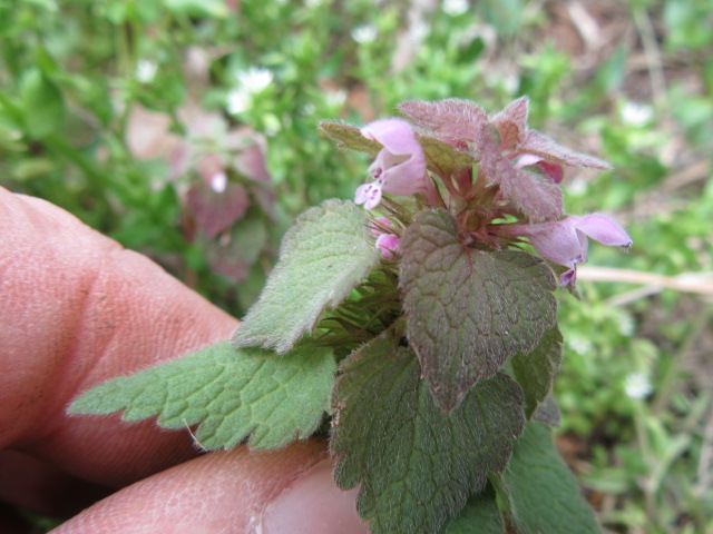 Lamium purpureum (Dead Nettle) « The Belmont Rooster
