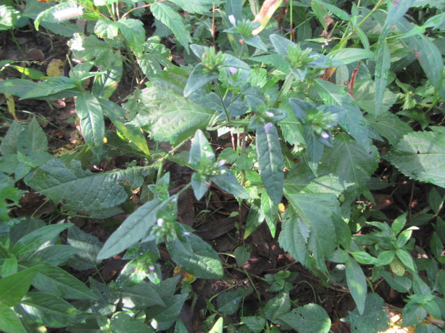 Elephantopus carolinianus (Leafy Elephant’s Foot)-An AWESOME species ...