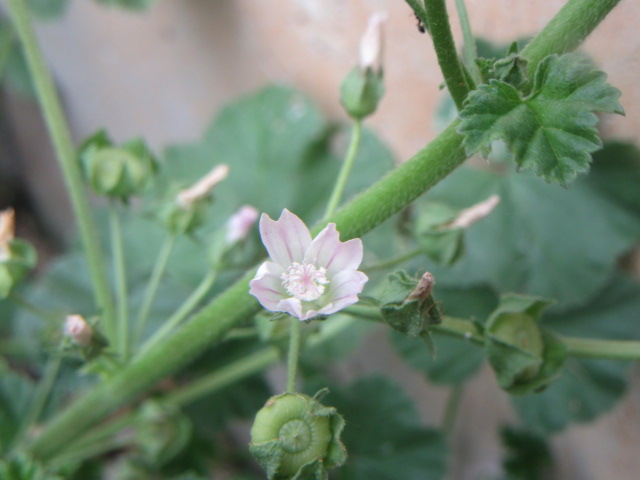 Malva neglecta (Common Dwarf Mallow) « The Belmont Rooster